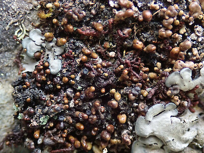 Toninia bullata • New Zealand Plant Conservation Network