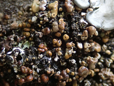 Toninia bullata • New Zealand Plant Conservation Network