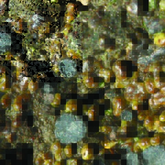 Toninia bullata • New Zealand Plant Conservation Network