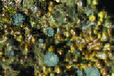 Toninia bullata • New Zealand Plant Conservation Network