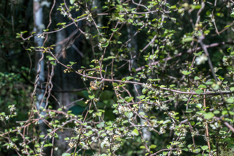 Melicope simplex • New Zealand Plant Conservation Network