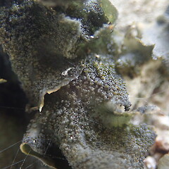 Collema subflaccidum • New Zealand Plant Conservation Network