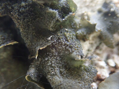 Collema subflaccidum • New Zealand Plant Conservation Network