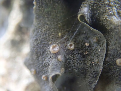 Collema subflaccidum • New Zealand Plant Conservation Network