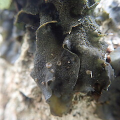 Collema subflaccidum • New Zealand Plant Conservation Network