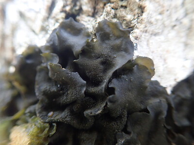 Collema subflaccidum • New Zealand Plant Conservation Network