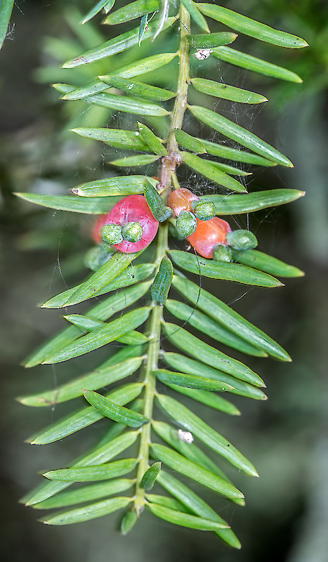 Podocarpus totara var. totara • New Zealand Plant Conservation Network