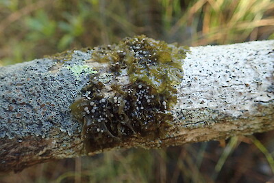 Collema leucocarpum • New Zealand Plant Conservation Network