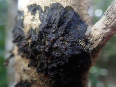 Collema subconveniens • New Zealand Plant Conservation Network
