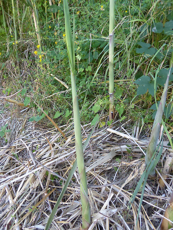 Phragmites karka • New Zealand Plant Conservation Network