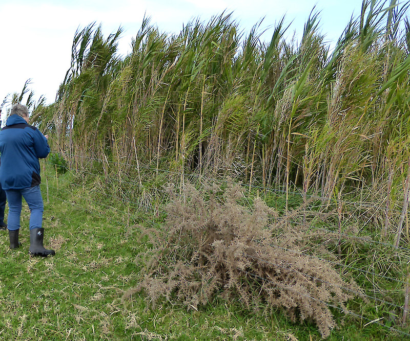 Phragmites karka • New Zealand Plant Conservation Network