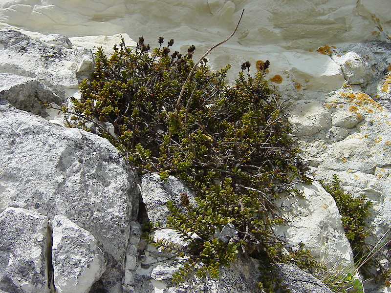Veronica maccaskillii • New Zealand Plant Conservation Network