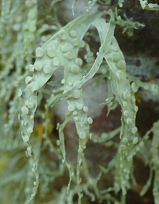 Ramalina celastri • New Zealand Plant Conservation Network