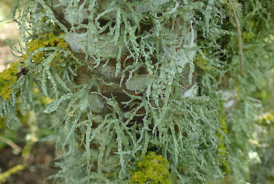 Ramalina celastri • New Zealand Plant Conservation Network