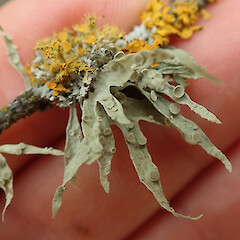 Ramalina celastri • New Zealand Plant Conservation Network