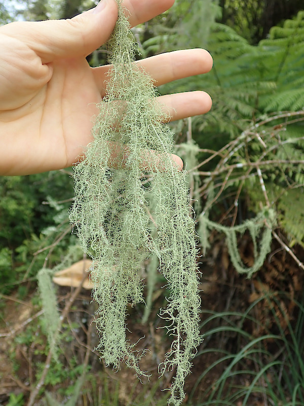Usnea angulata • New Zealand Plant Conservation Network