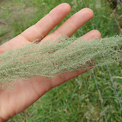 Usnea angulata • New Zealand Plant Conservation Network