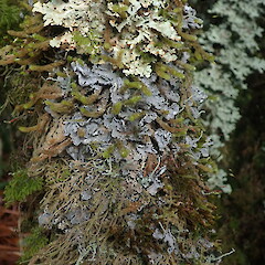 Leioderma sorediatum • New Zealand Plant Conservation Network