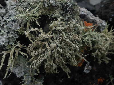 Ramalina celastri • New Zealand Plant Conservation Network