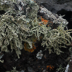Ramalina celastri • New Zealand Plant Conservation Network