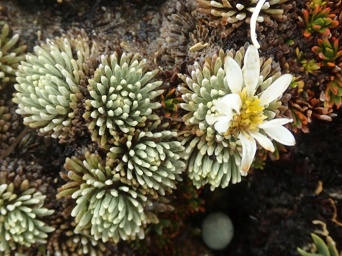 Celmisia clavata • New Zealand Plant Conservation Network