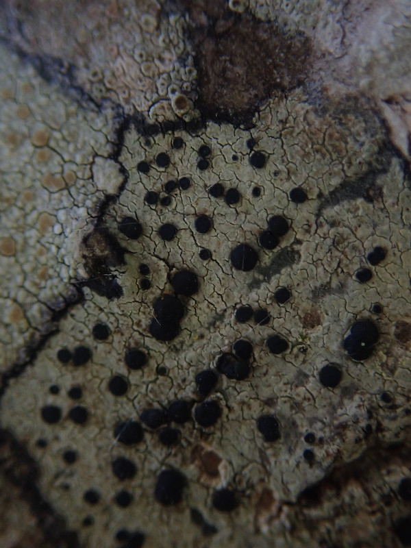 Amandinea punctata • New Zealand Plant Conservation Network