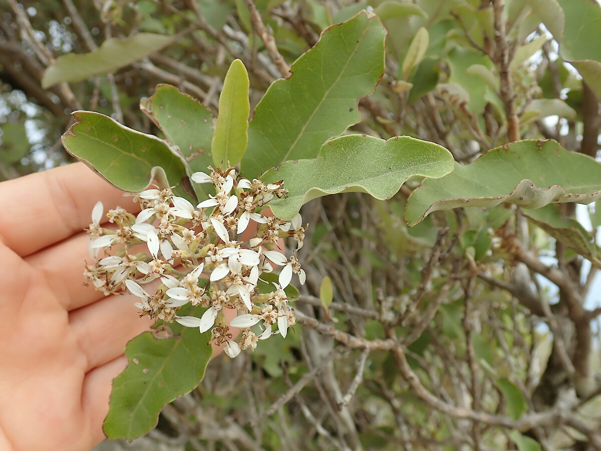 Shawia albida • New Zealand Plant Conservation Network