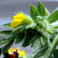 Ornithopus compressus • New Zealand Plant Conservation Network