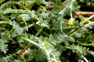 Ornithopus compressus • New Zealand Plant Conservation Network