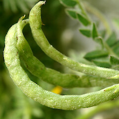 Ornithopus compressus • New Zealand Plant Conservation Network