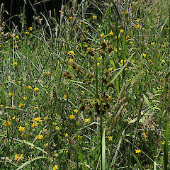 Scirpus georgianus • New Zealand Plant Conservation Network
