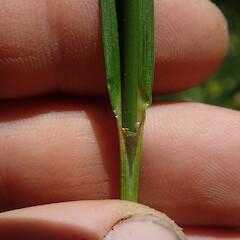 Scirpus georgianus • New Zealand Plant Conservation Network