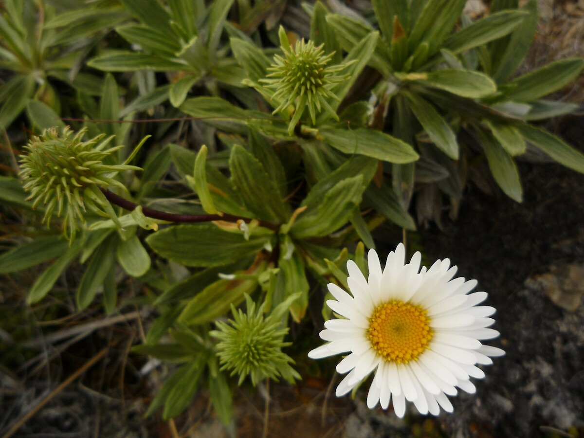 Celmisia densiflora • New Zealand Plant Conservation Network
