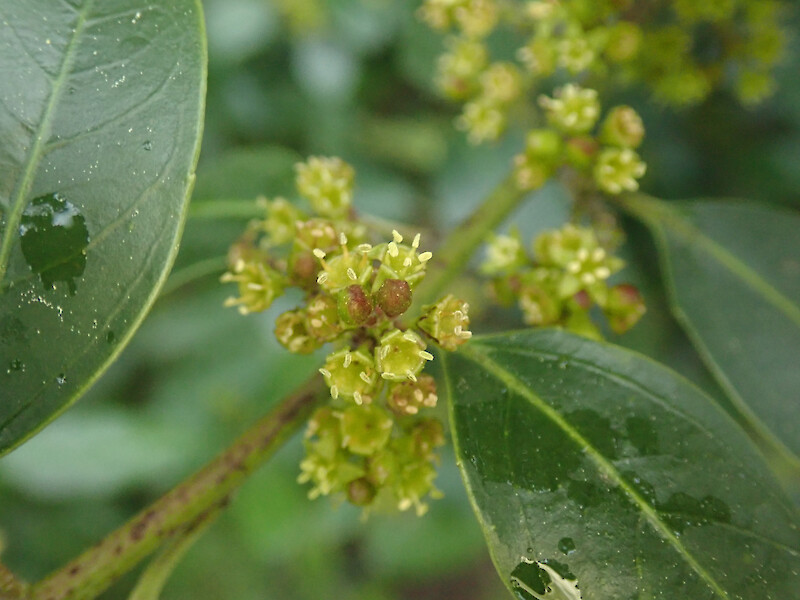 Rhamnus alaternus • New Zealand Plant Conservation Network