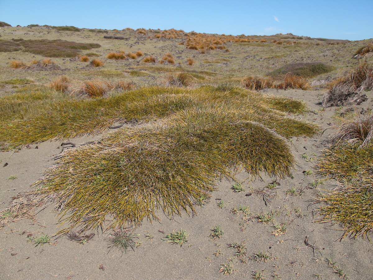 Carmichaelia appressa • New Zealand Plant Conservation Network