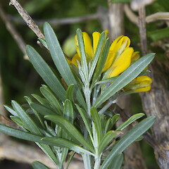 Genista linifolia • New Zealand Plant Conservation Network