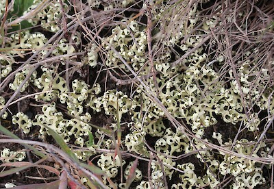 Xanthoparmelia semiviridis • New Zealand Plant Conservation Network