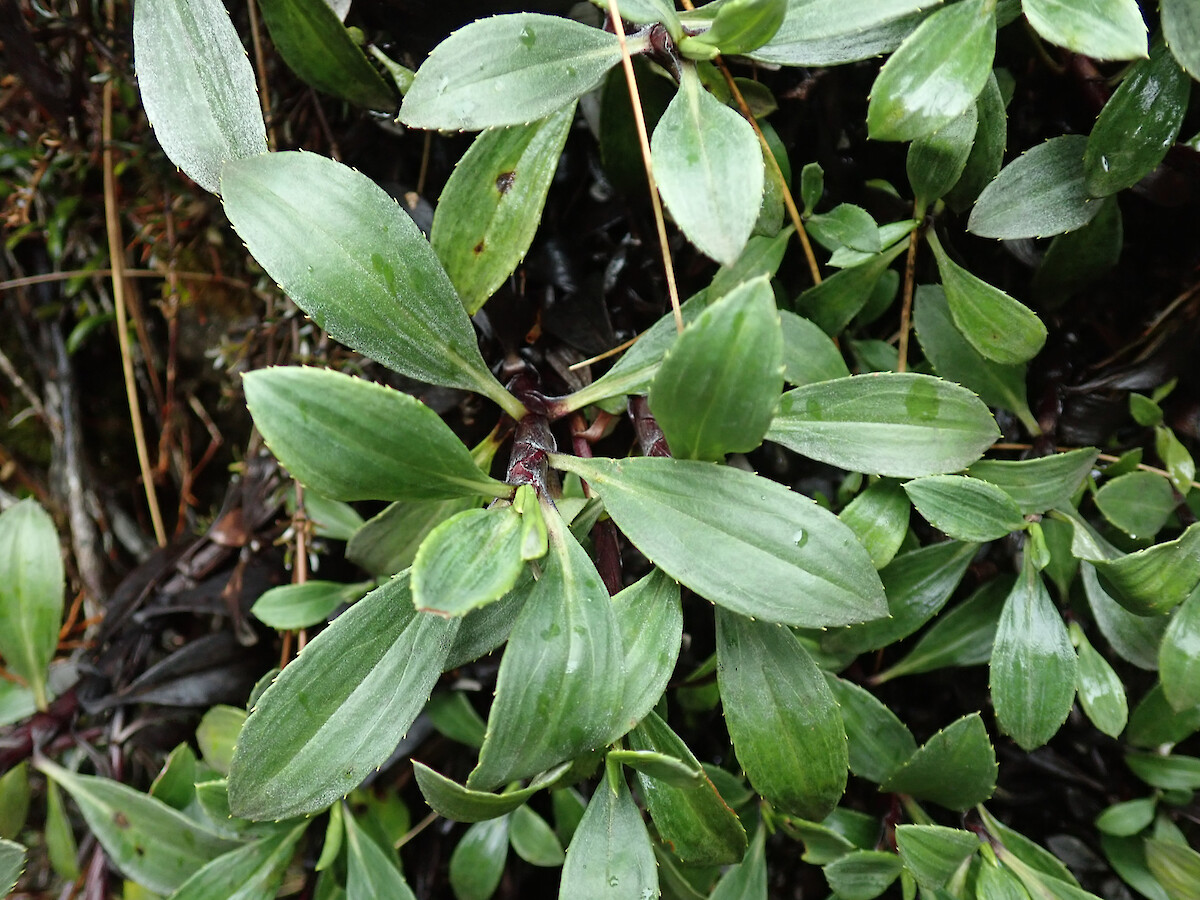 Celmisia bonplandii • New Zealand Plant Conservation Network