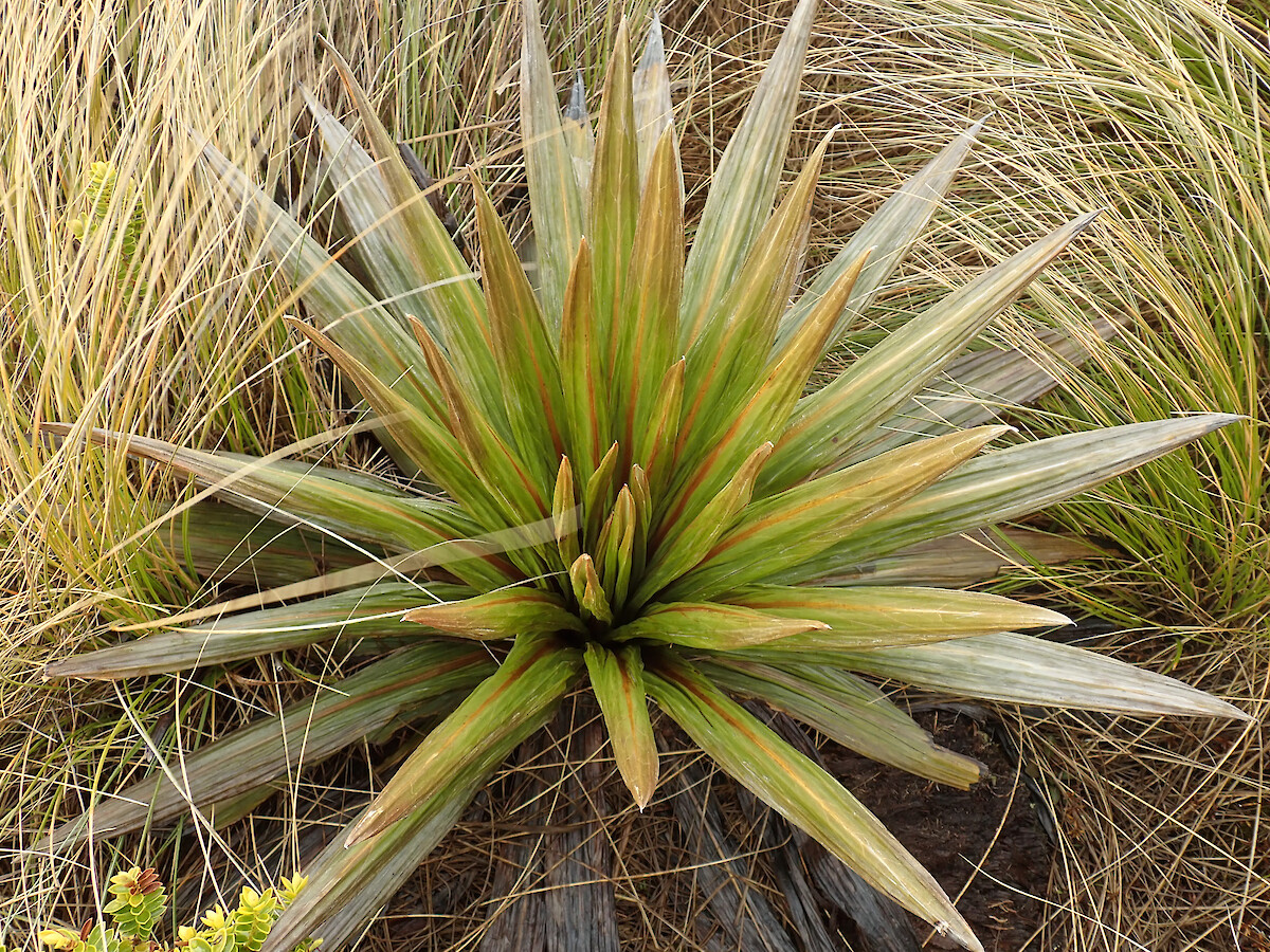 Celmisia coriacea • New Zealand Plant Conservation Network