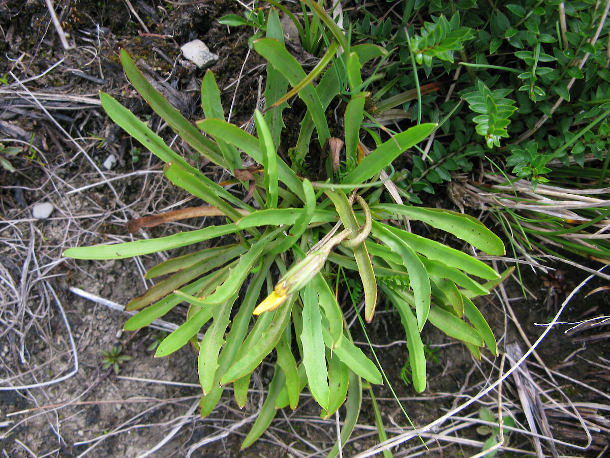 Microseris scapigera • New Zealand Plant Conservation Network