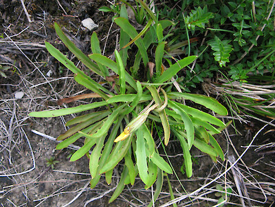 Microseris scapigera • New Zealand Plant Conservation Network