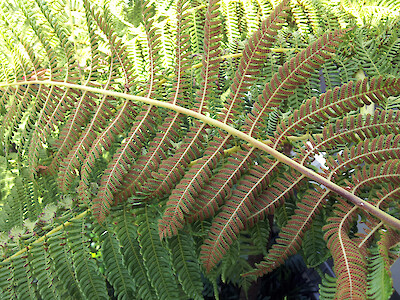 Sphaeropteris cooperi • New Zealand Plant Conservation Network