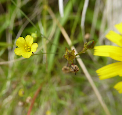 Linum trigynum • New Zealand Plant Conservation Network