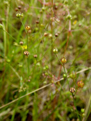Linum trigynum • New Zealand Plant Conservation Network