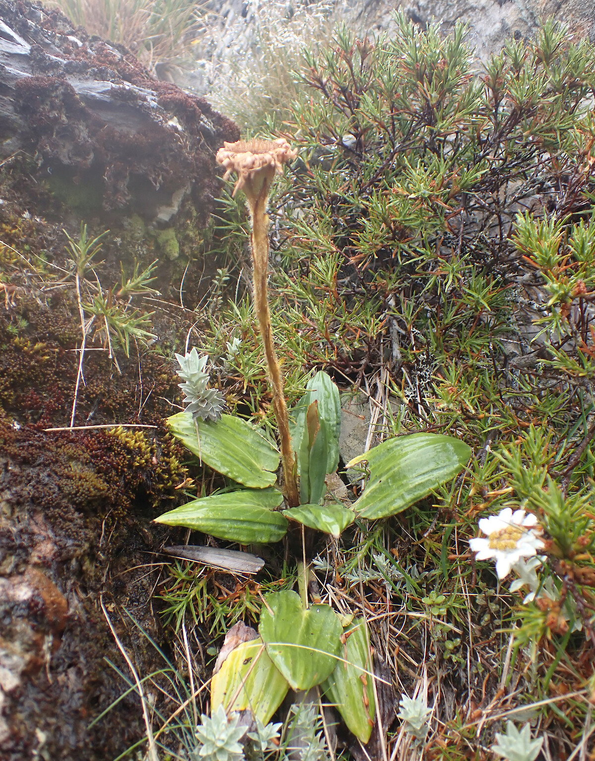 Celmisia cordatifolia var. similis • New Zealand Plant Conservation Network