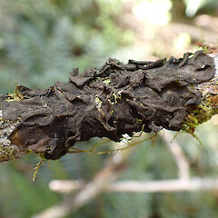 Collema subflaccidum • New Zealand Plant Conservation Network