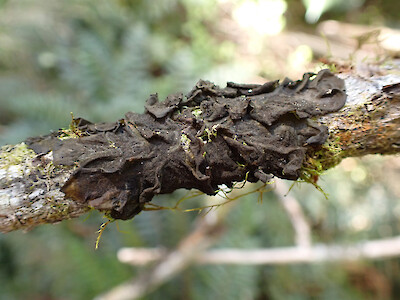Collema subflaccidum • New Zealand Plant Conservation Network