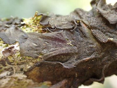 Collema subflaccidum • New Zealand Plant Conservation Network