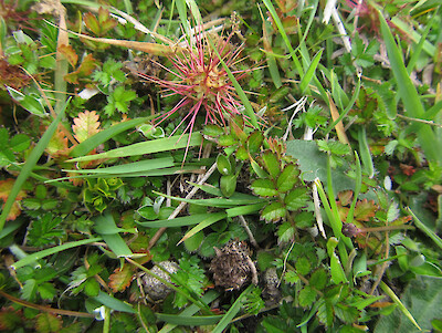 Acaena microphylla var. pauciglochidiata • New Zealand Plant ...