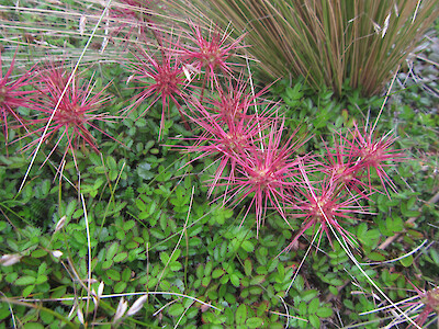 Acaena microphylla var. pauciglochidiata • New Zealand Plant ...